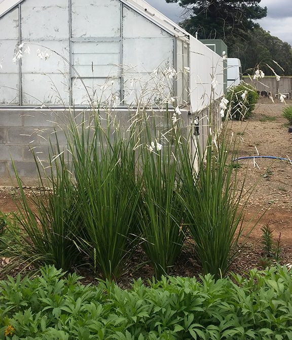 MIFGS 2016 Plant Preview at Antique Perennials - Ian Barker Gardens