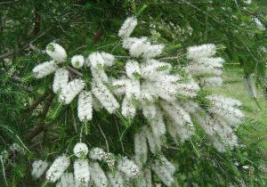 Melaleuca lanceolata (Moonah, Black Tea-Tree, etc) - Ian Barker Gardens