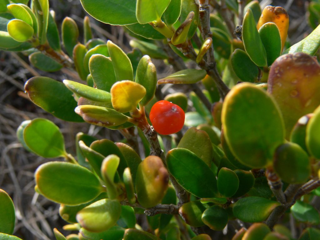 Alyxia buxifolia ΓÇô Sea Box - Ian Barker Gardens
