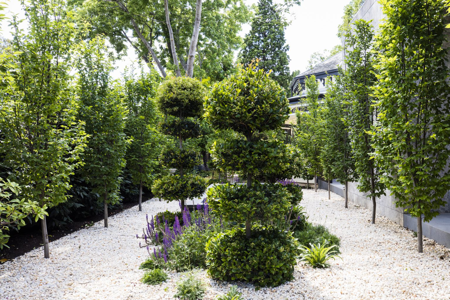 Carpinus betulus ‘Fastigiata’ – Common Hornbeam - Ian Barker Gardens