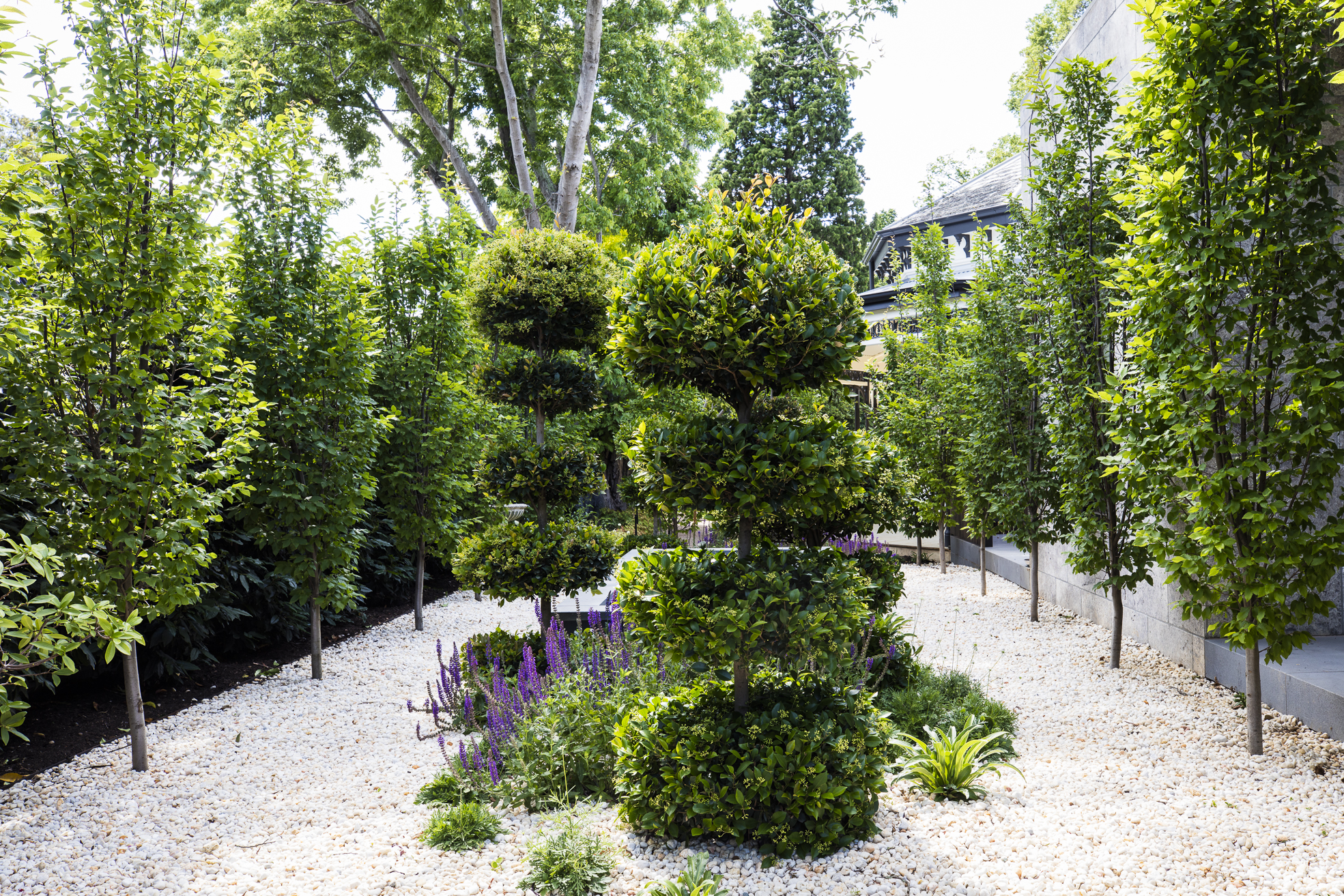 Carpinus betulus ‘Fastigiata’ – Common Hornbeam - Ian Barker Gardens