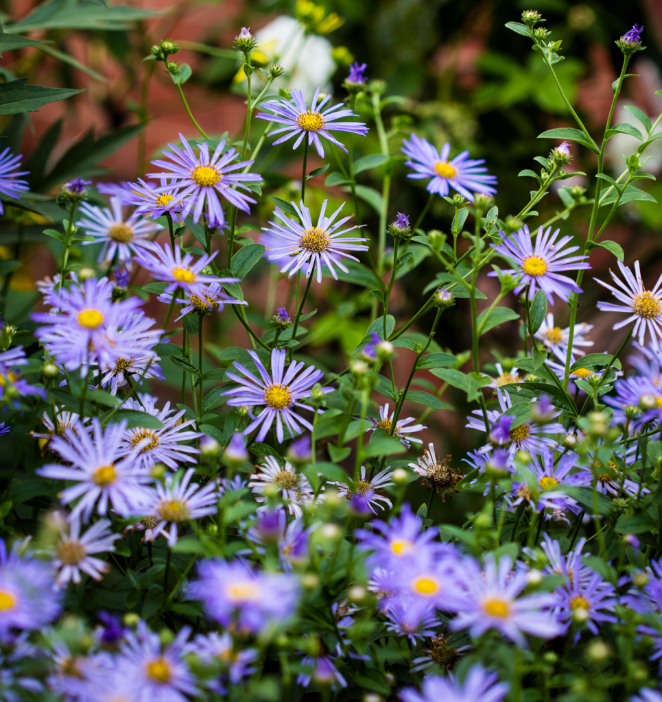 Aster x frikartii 'Monch' - Frikart's Aster - Ian Barker Gardens