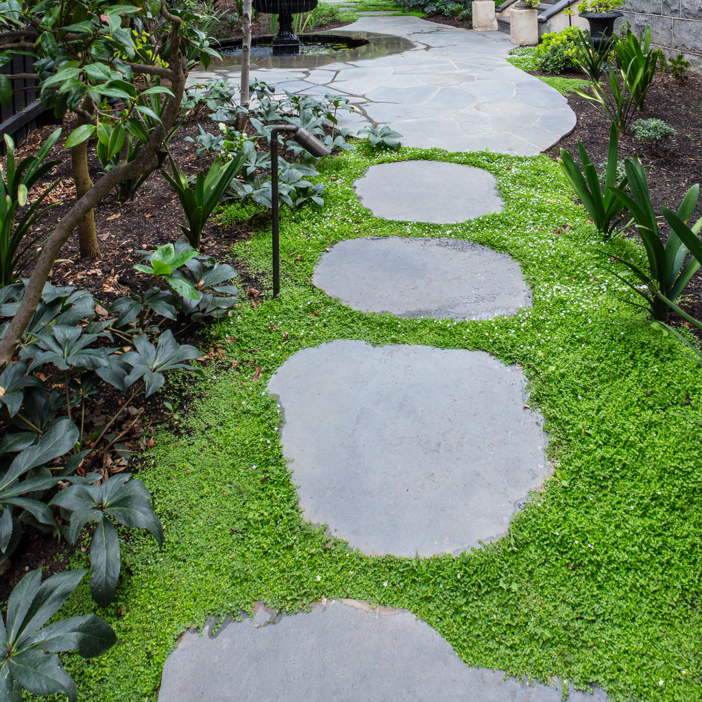 Blue Star Creeper Lawn