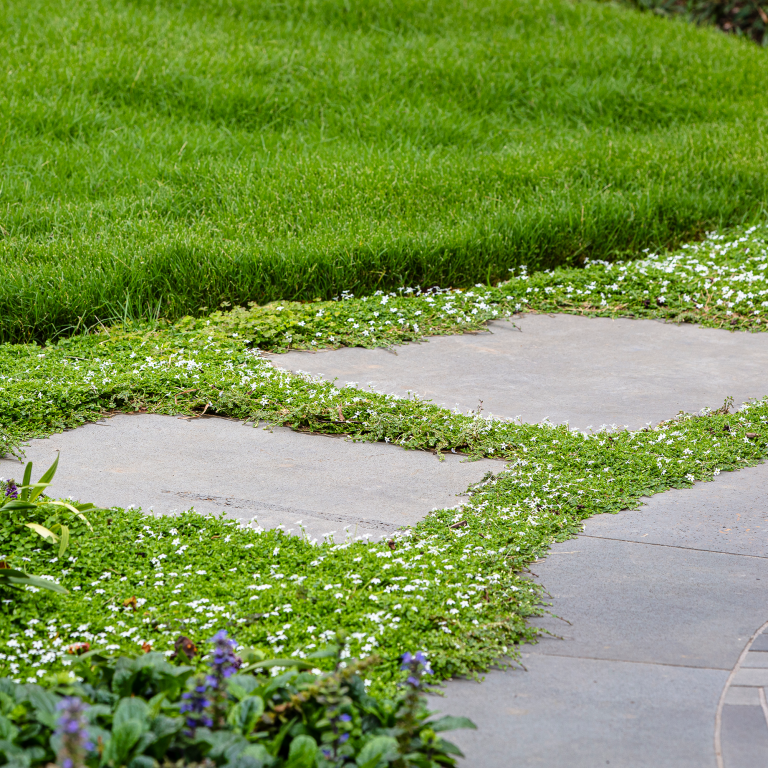 Pratia penductula - White Star Creeper - Ian Barker Gardens