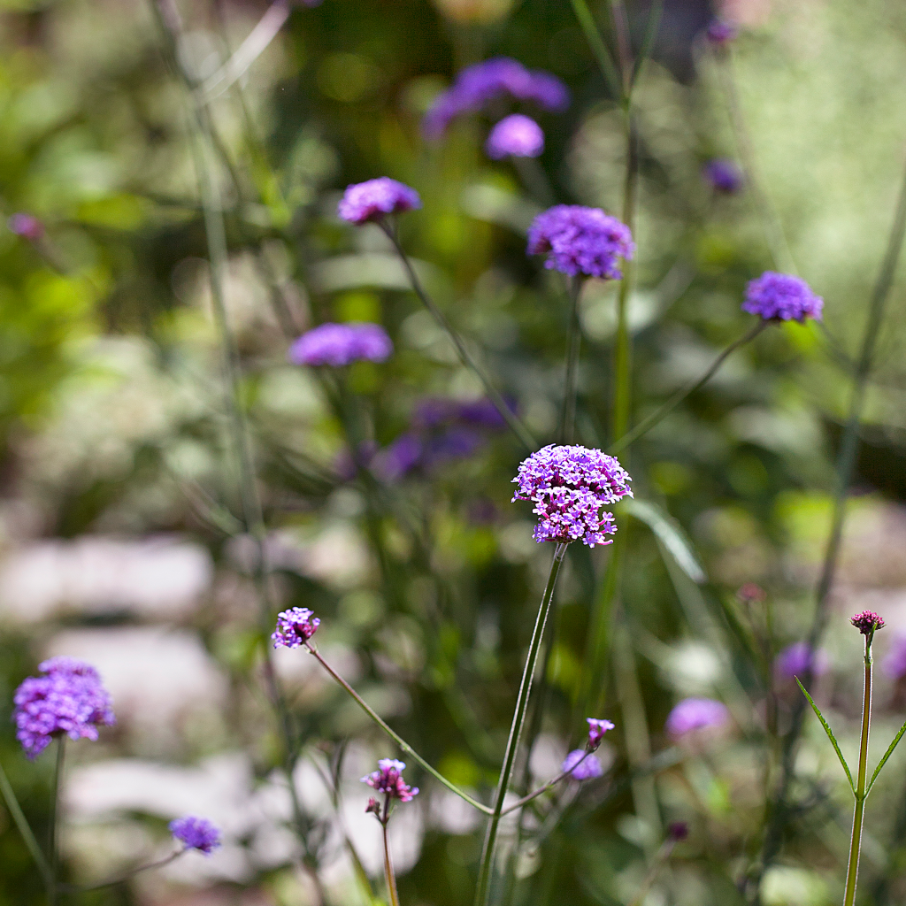 Verbena bonariensis - Purple Top Vervain - Ian Barker Gardens