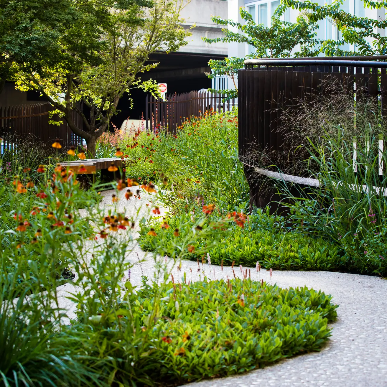 Persicaria affinis - Lesser Knotweed - Ian Barker Gardens