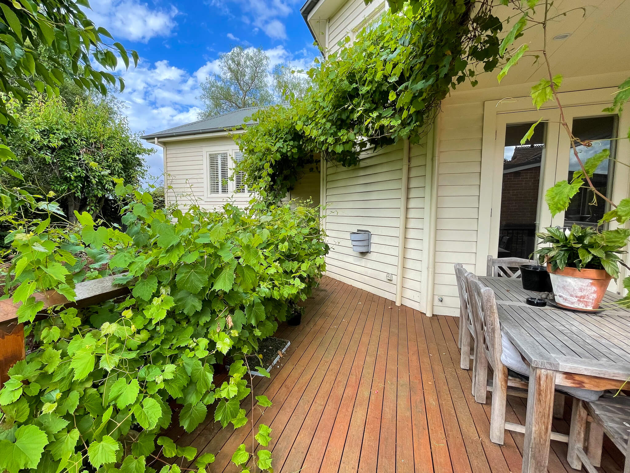 Vitis vinifera - Ornamental Grape Vine - Ian Barker Gardens