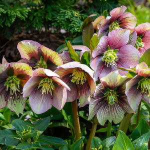 Helleborus orientalis - Ian Barker Gardens
