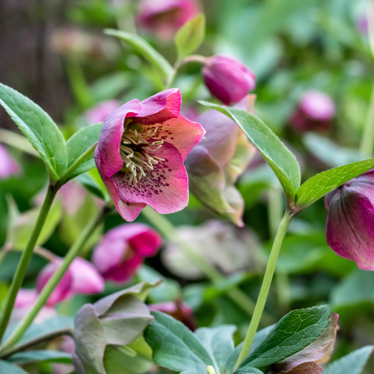 Helleborus orientalis - Ian Barker Gardens
