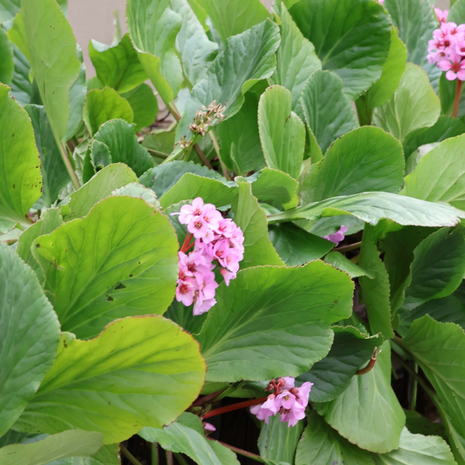 Bergenia Cordifolia Ian Barker Gardens