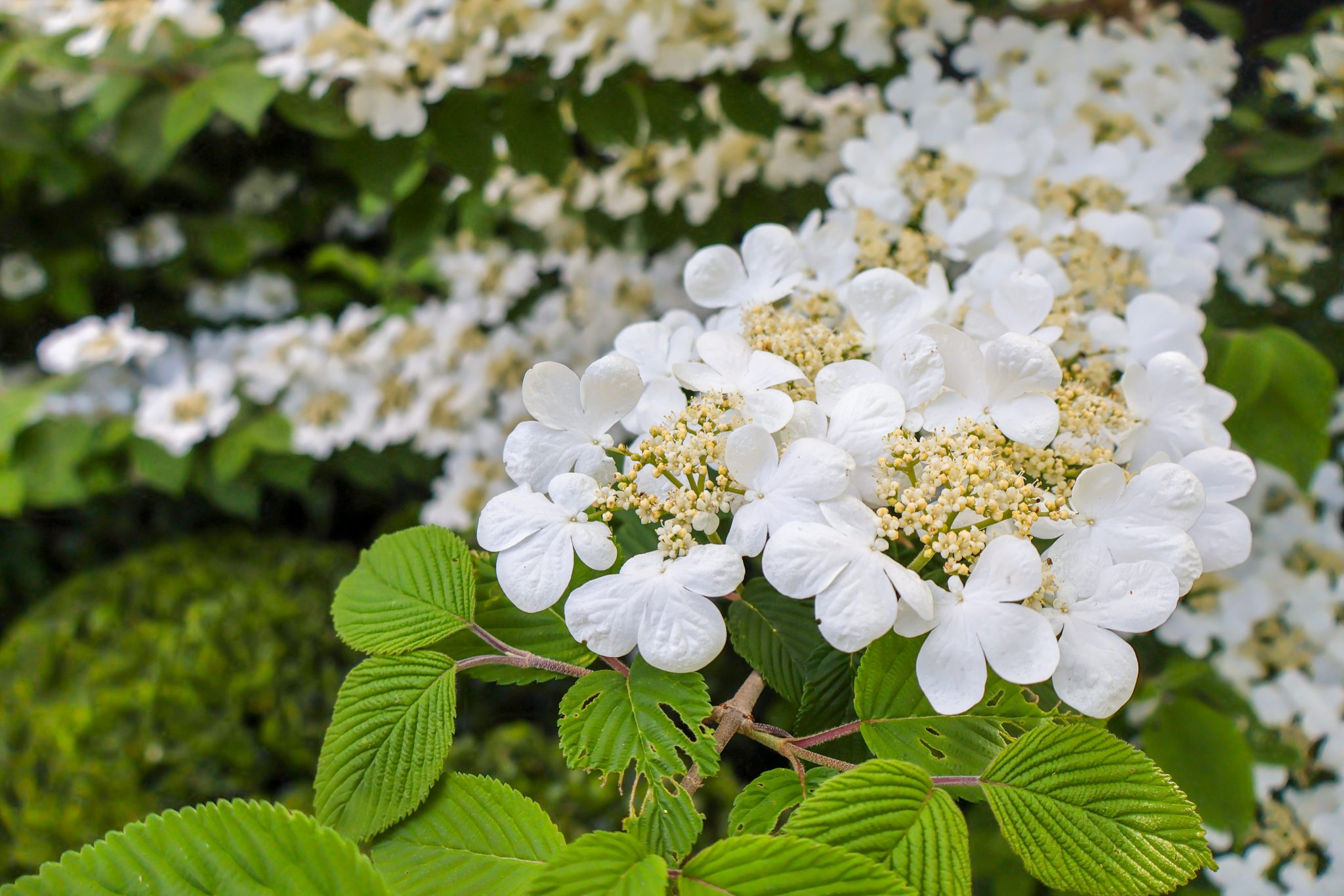 Viburnum plicatum - Ian Barker Gardens