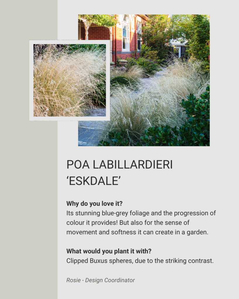 Our team's favourite plants and why we love them - Ian Barker Gardens