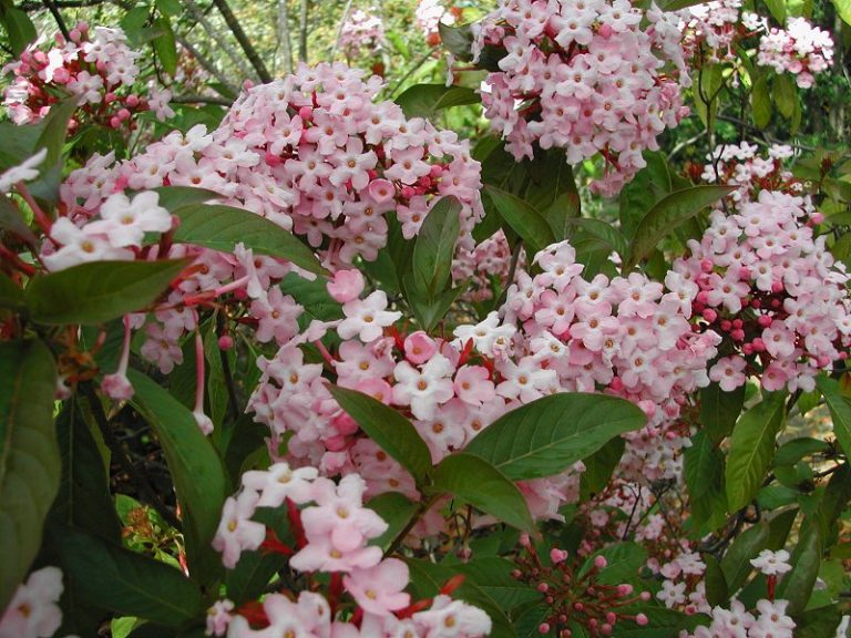 Luculia gratissima - Ian Barker Gardens
