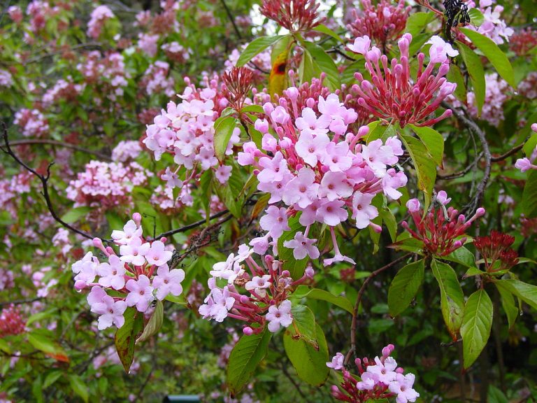 Luculia gratissima - Ian Barker Gardens